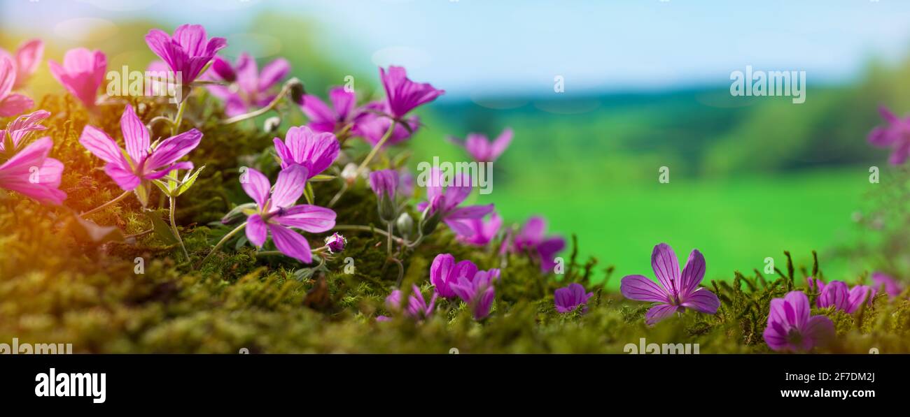 pink flowers in spring season Stock Photo - Alamy