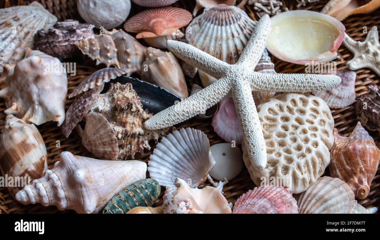 Picturesque flat lay of colorful seashells, including bivalves ...