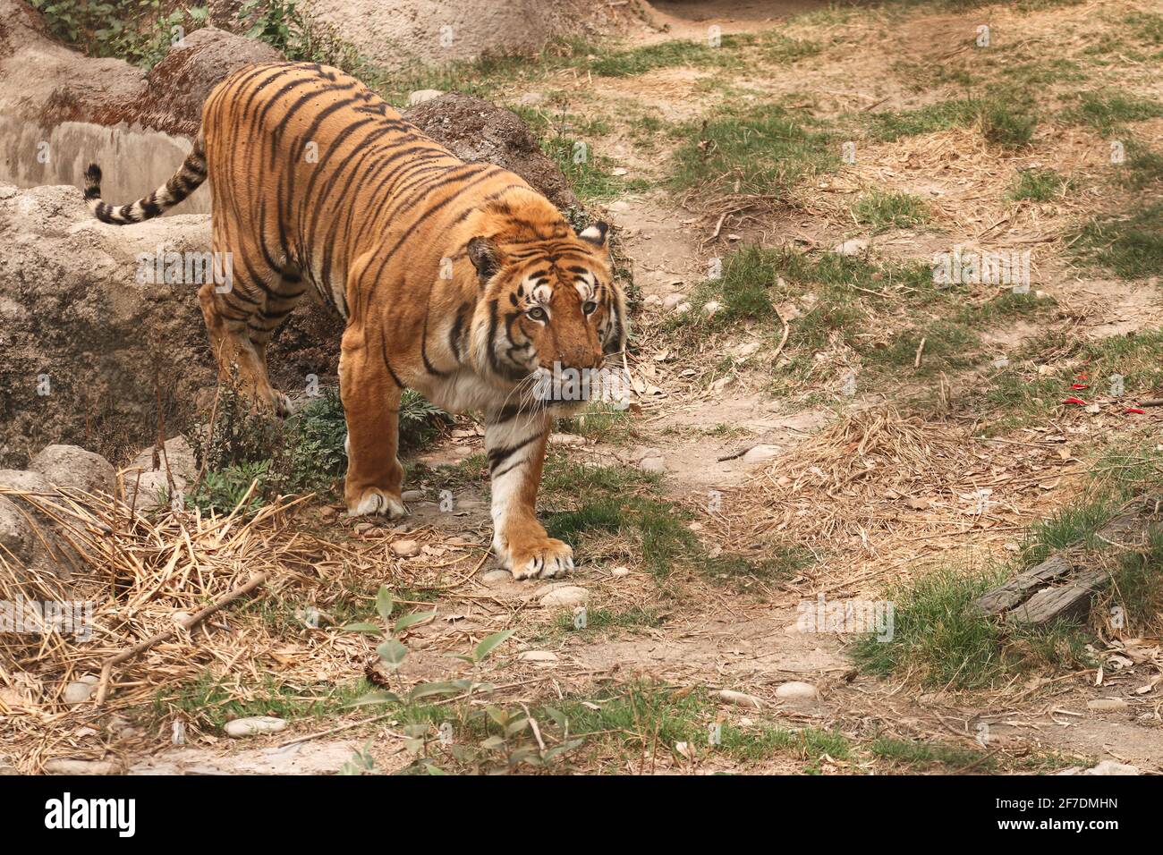 Kathmandu, Nepal. 6th Apr, 2021. A royal Bengal tiger is pictured ...