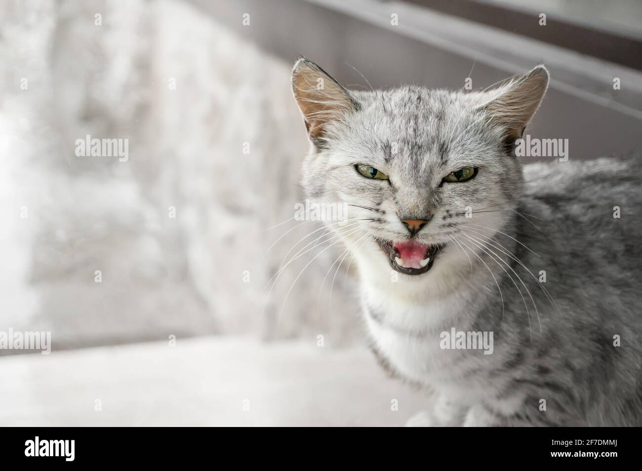 Funny Cat Smiles