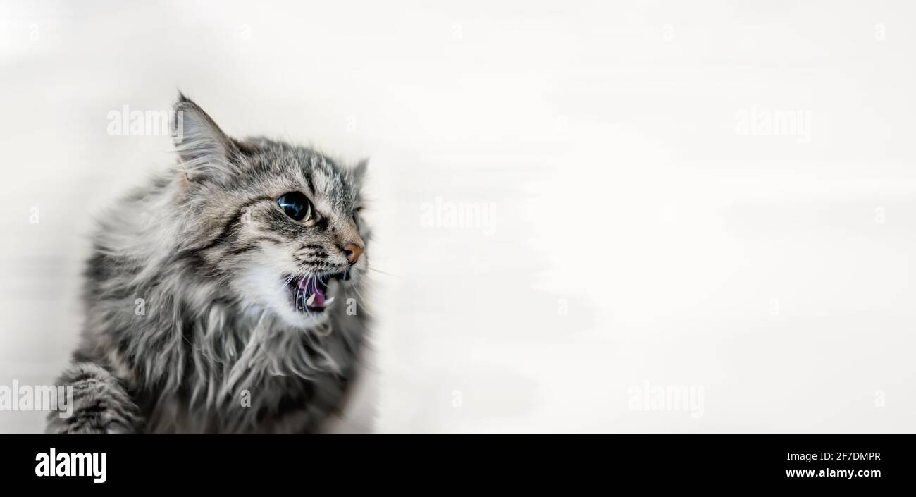Portrait of a gray aggressive Siberian cat close-up. The cat growls ...