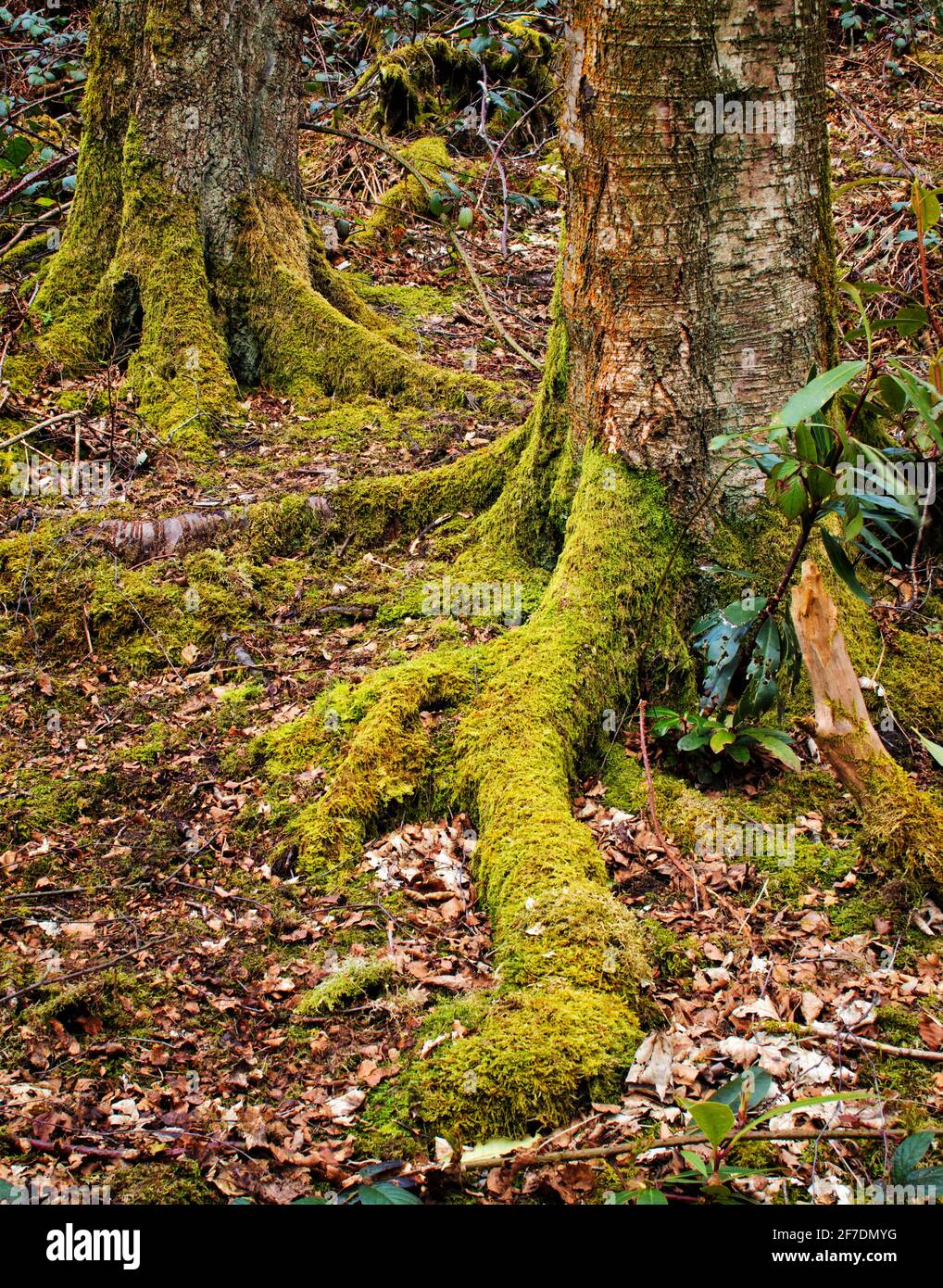 Moss-covered tree roots above ground, forming a pattern of leading ...