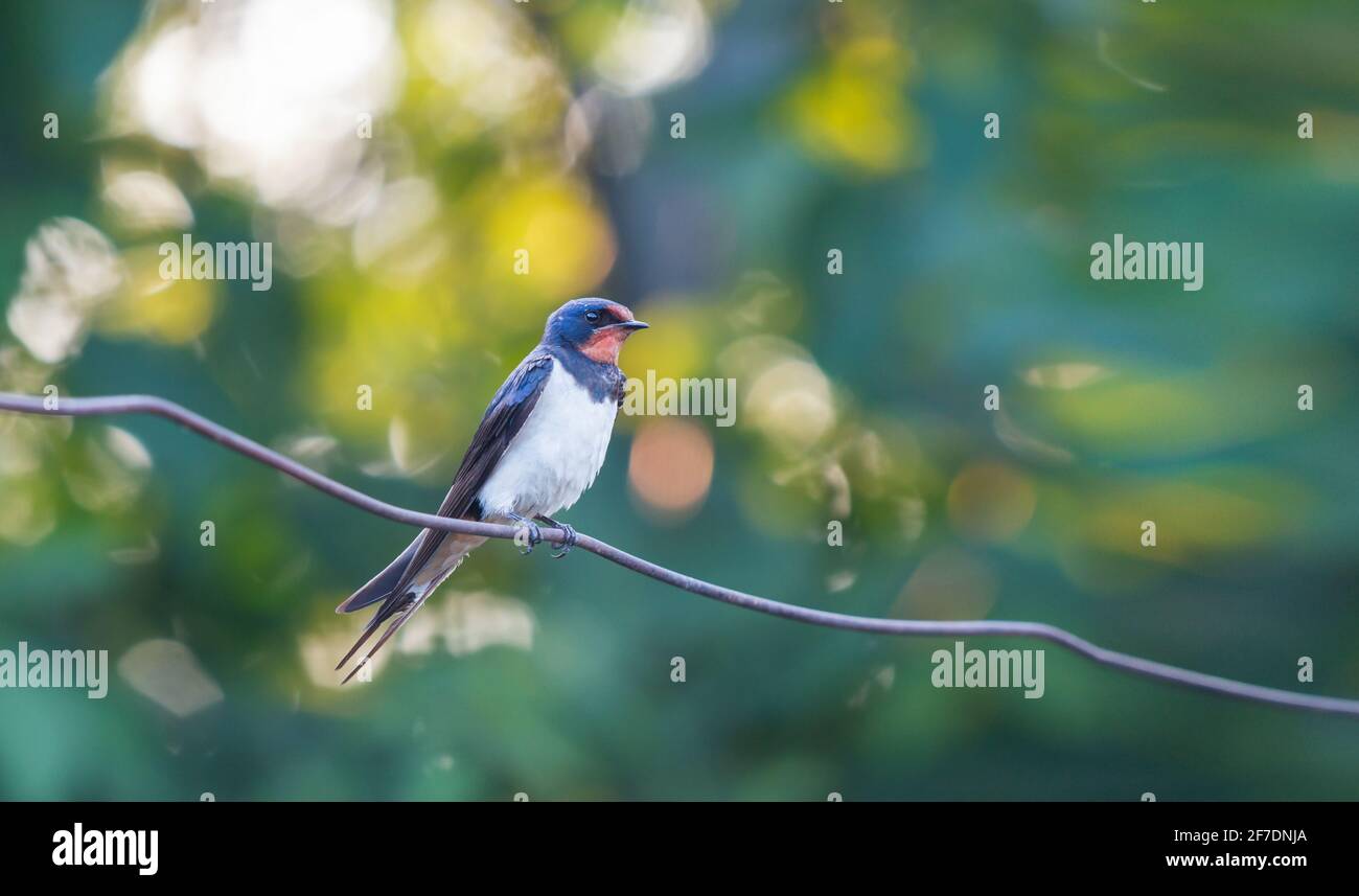 beautiful bird swallow sitting on a wire Stock Photo - Alamy