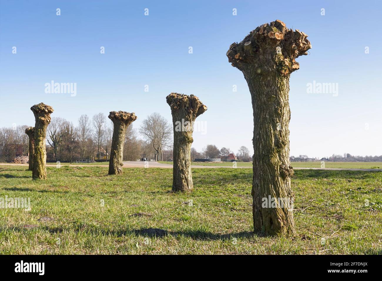 A group of freshly pruned pollard willows in the early spring season ...