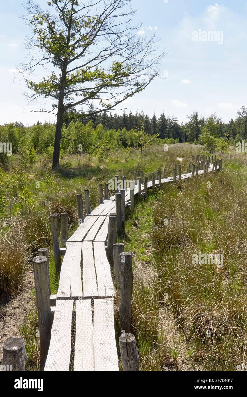 Vertical view of bog with wooden path and lone tree. Hiking trail with ...