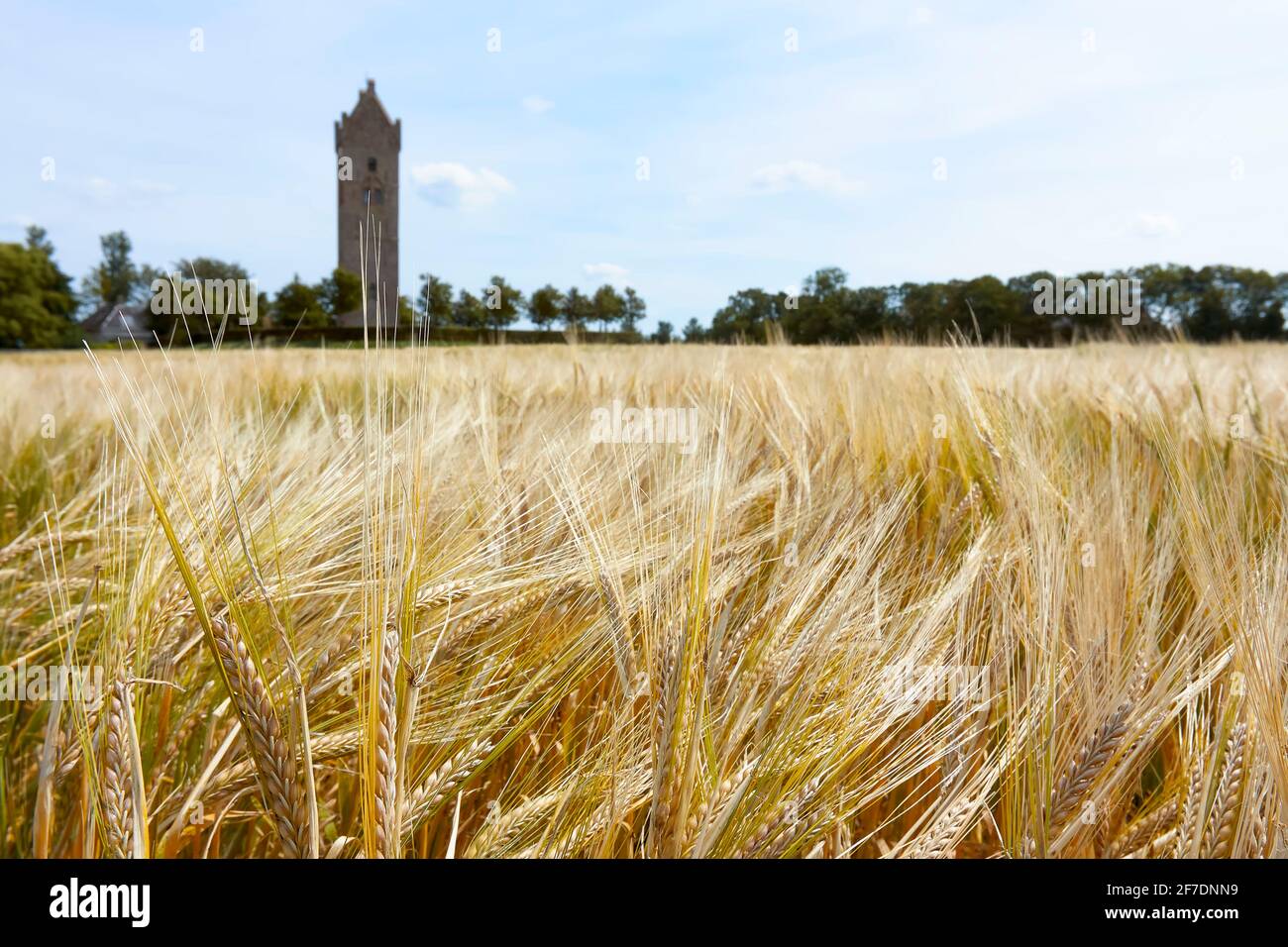 Wheat field in front of a medieval church tower under a blue sky with ...