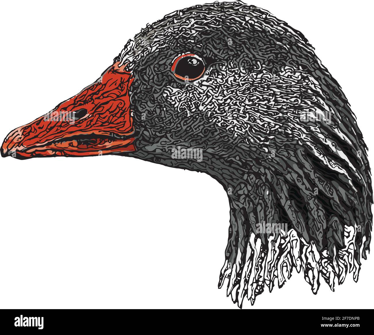 goose head vector illustration on white background Stock Vector Image ...