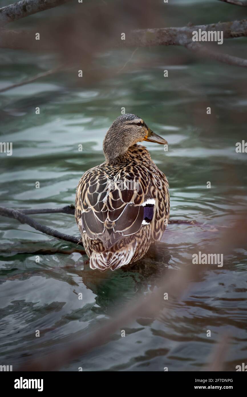 Duck photos in nature Stock Photo - Alamy