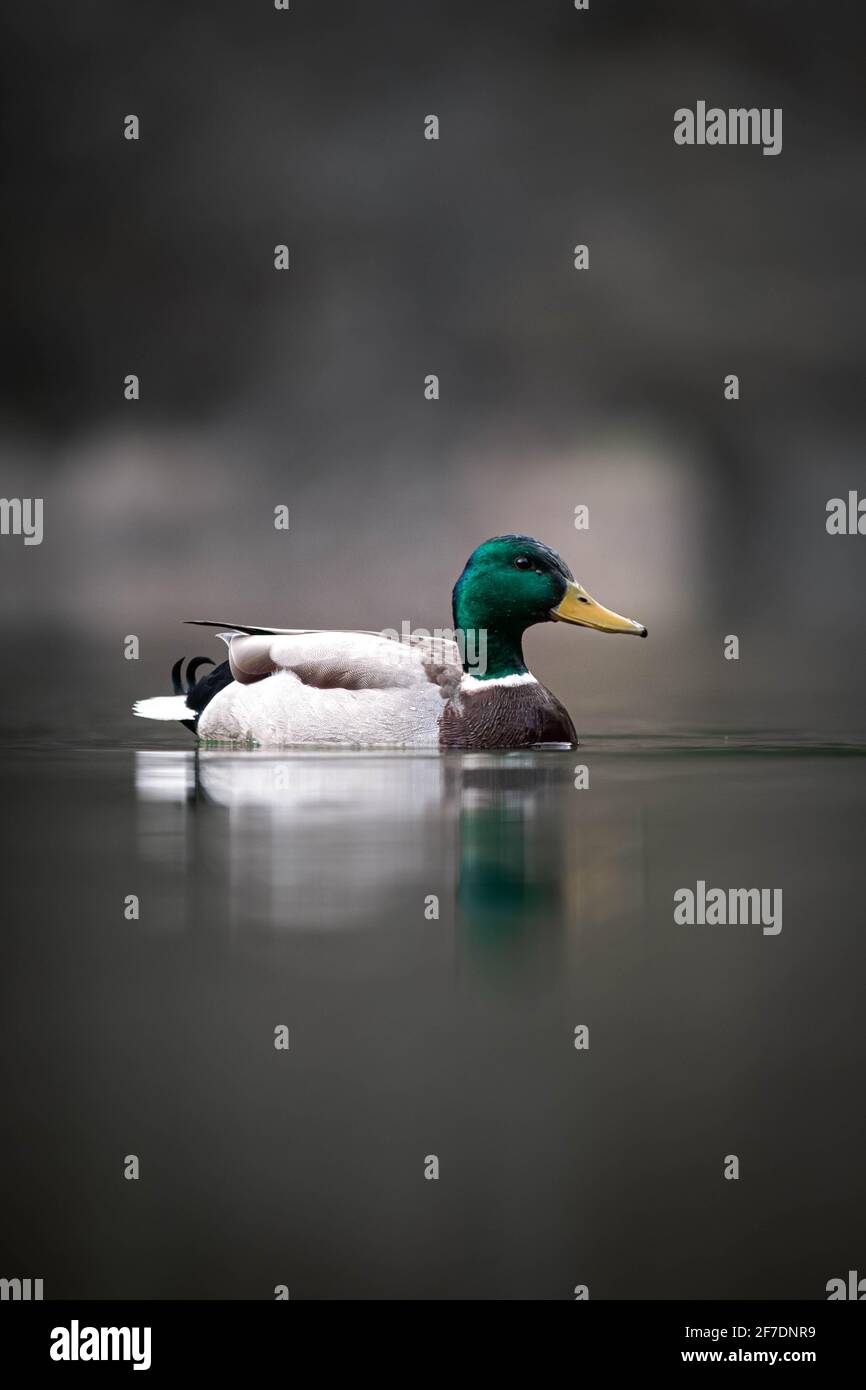 Duck photos in nature Stock Photo - Alamy