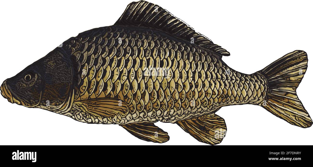 Carp colored Vector Illustration Stock Vector Image & Art - Alamy