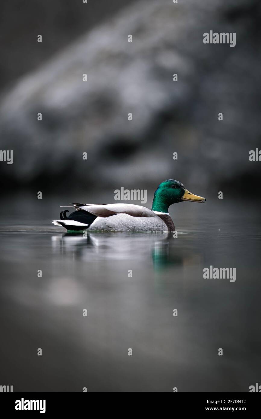Duck photos hi-res stock photography and images - Alamy