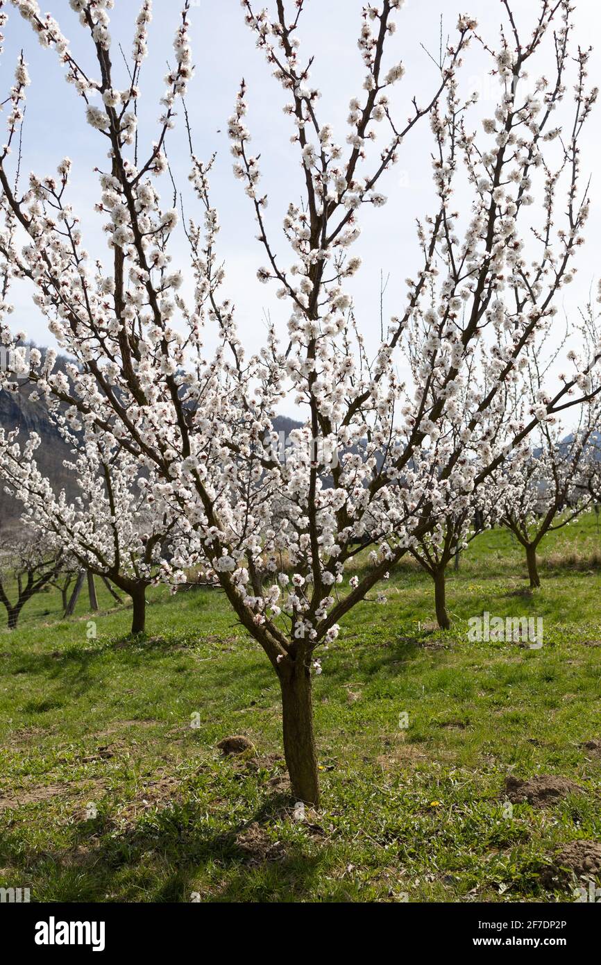 Apricot blossom valley hi-res stock photography and images - Alamy