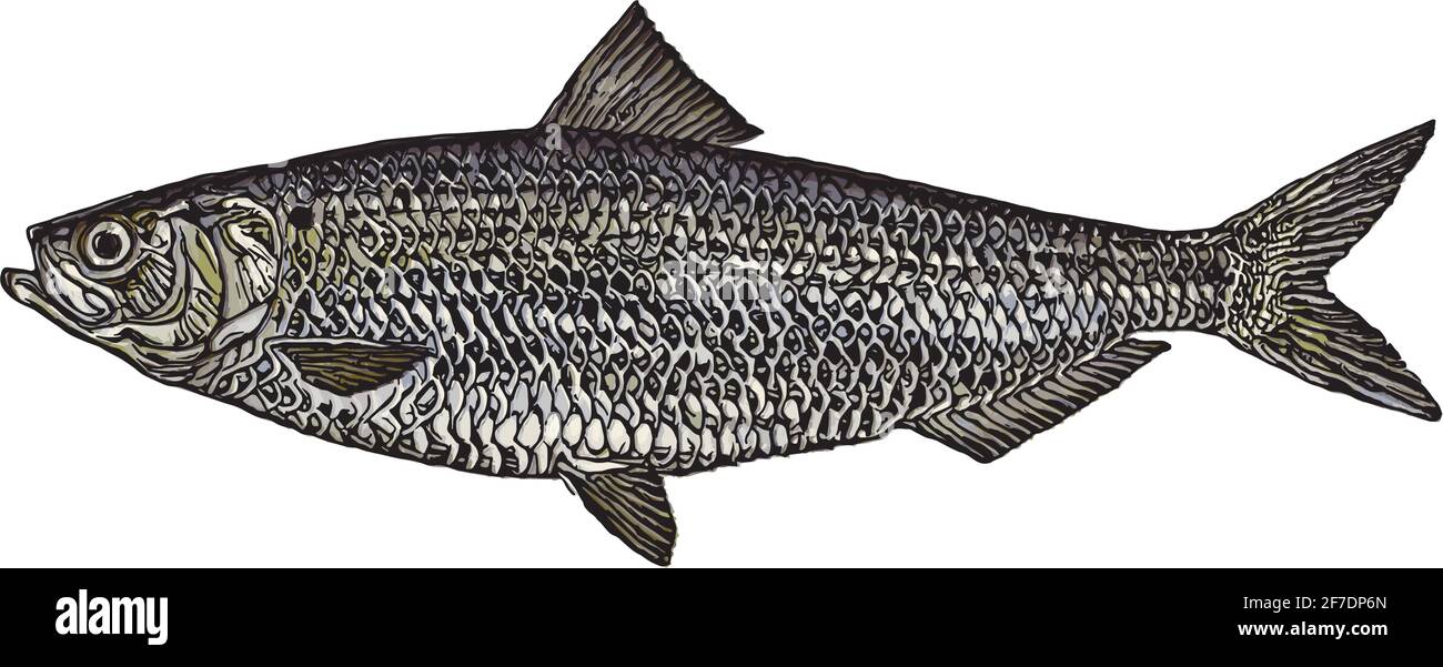 Blueback Herring Vector Illustration on white Background Stock Vector ...