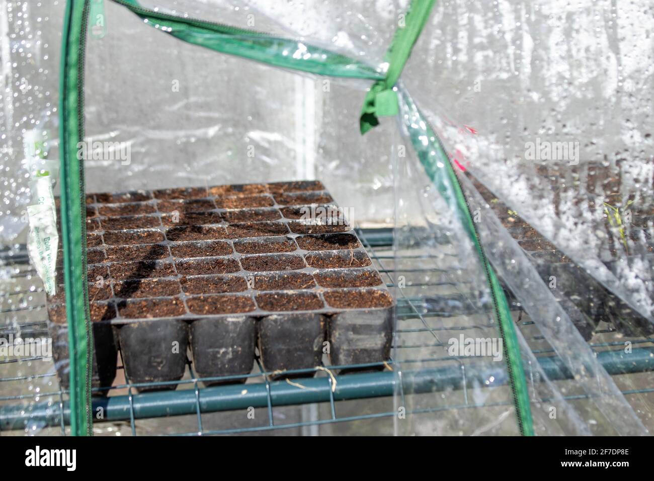 Preparing seed boxes in small greenhouse, standing in the sunlight ...