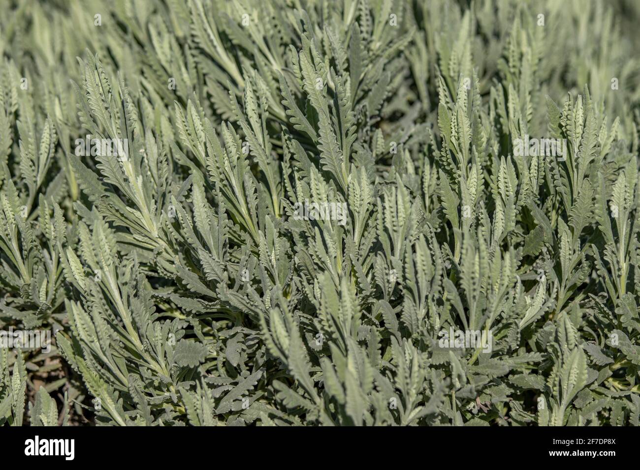 Aromatic scented garden plant flower hi-res stock photography and ...