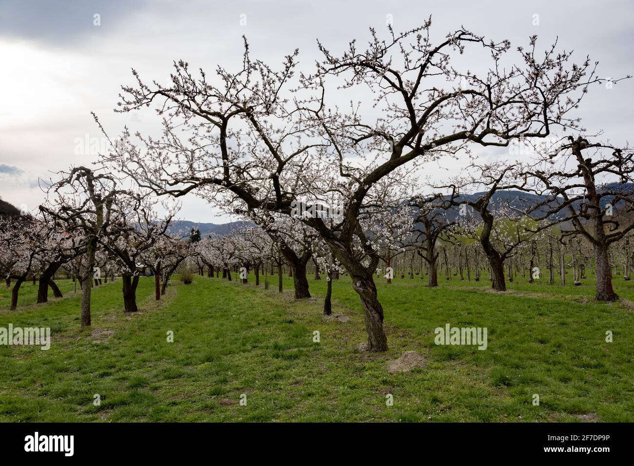 Beautiful apricot trees in full bloom in Wachau, Austria Stock Photo ...