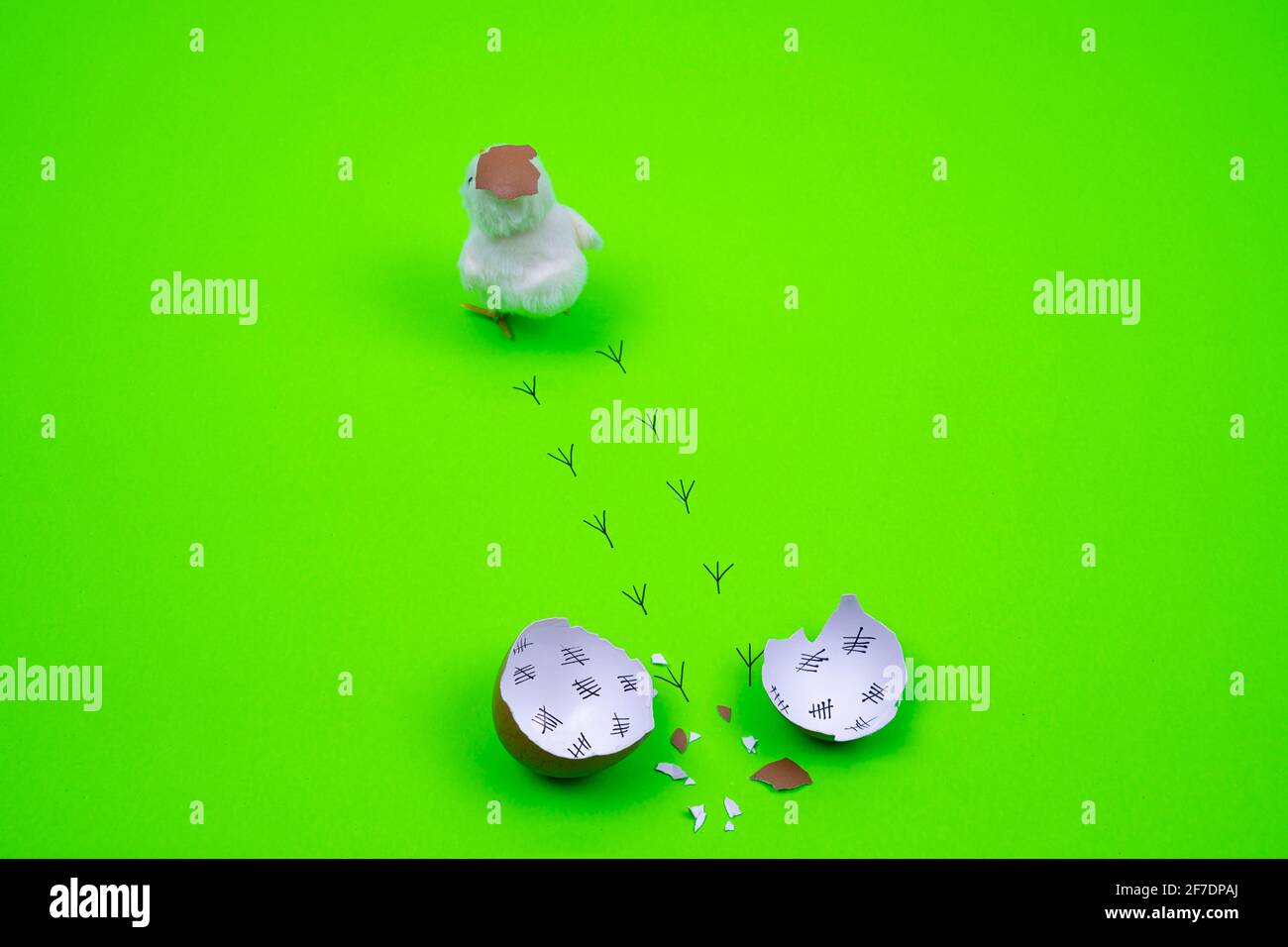 Decoration chick leaves its eggshell after hatching and runs away from ...