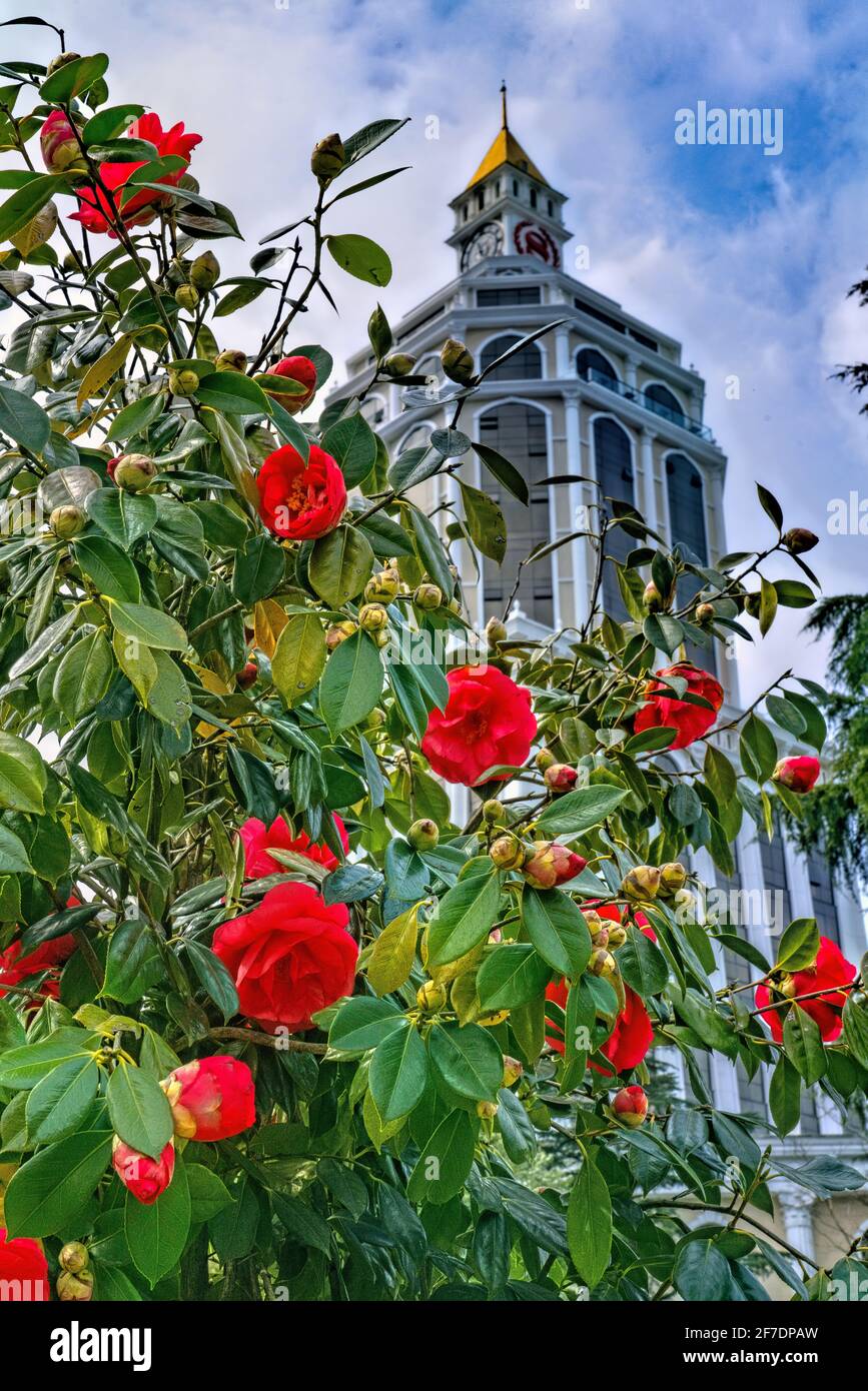 Camellia walk hi-res stock photography and images - Alamy