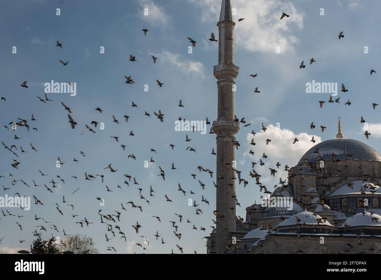 Pigeon flying around the mosque minarets Stock Photo - Alamy