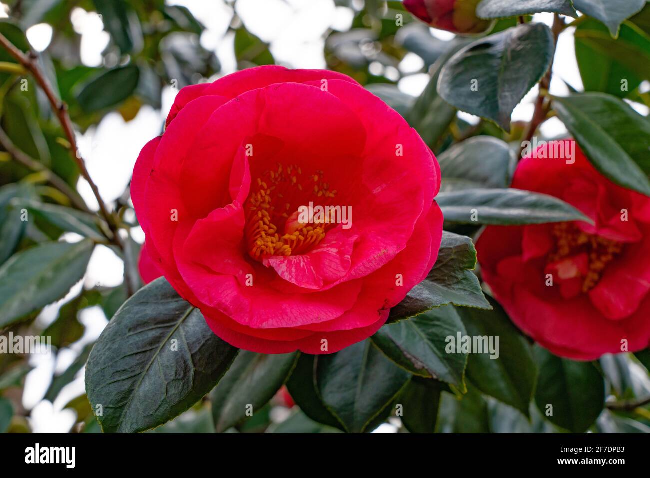 Camellia walk hi-res stock photography and images - Alamy
