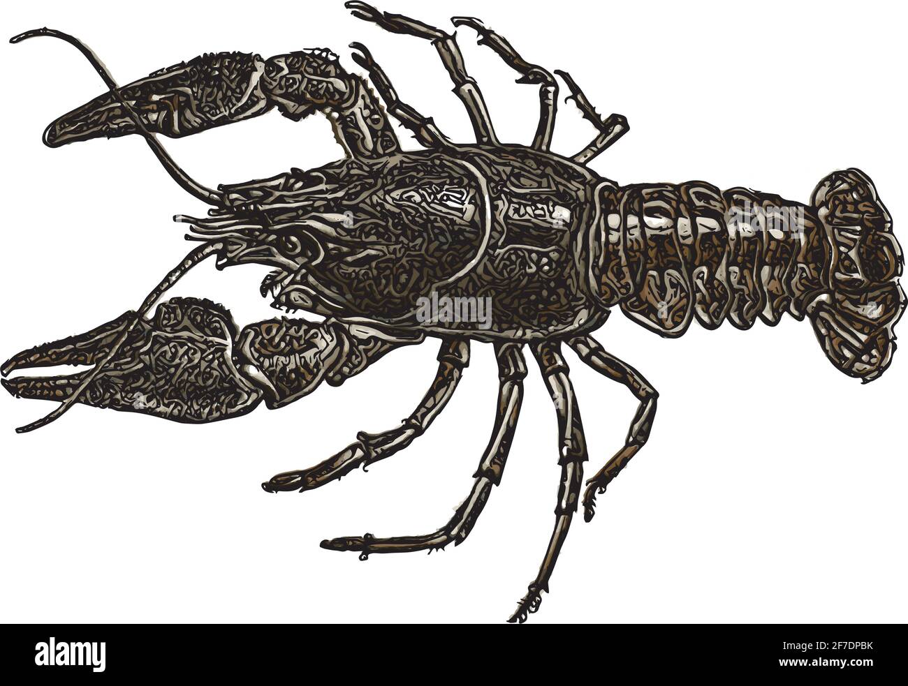 colored crawfish vector illustration on white background Stock Vector Image & Art - Alamy