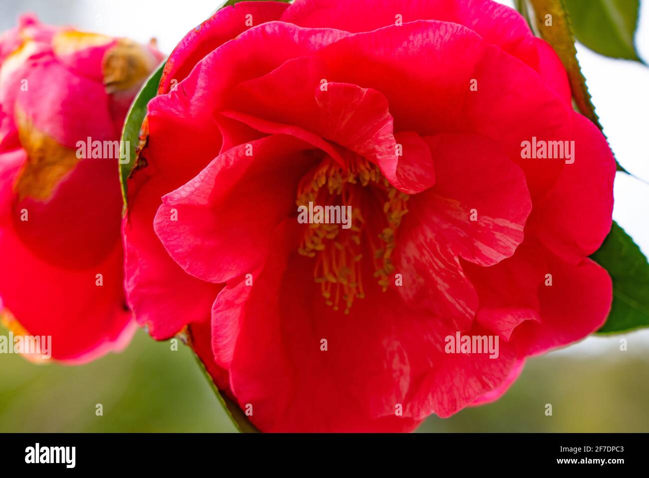 Camellia walk hi-res stock photography and images - Alamy