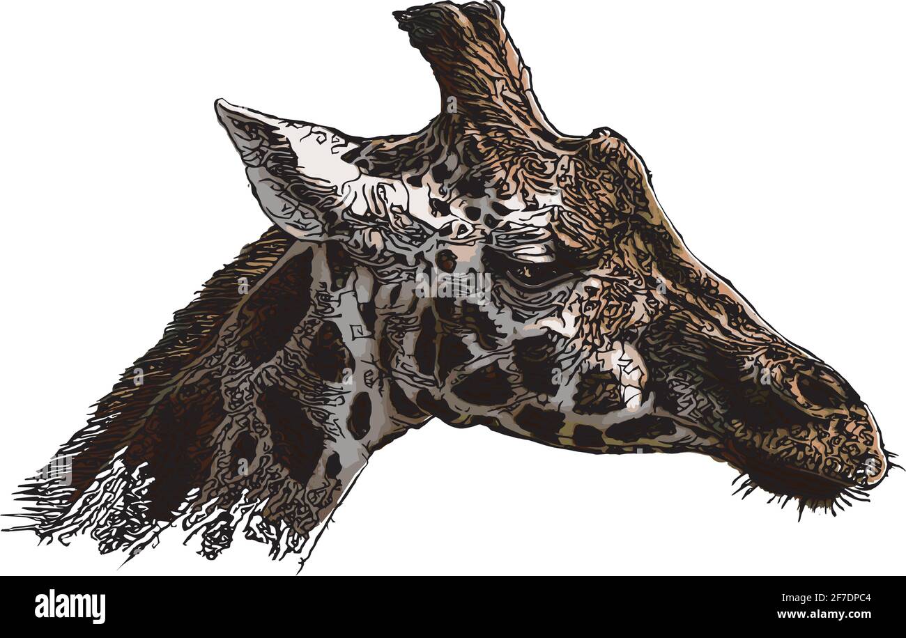 giraffe head vector illustration on white background Stock Vector Image ...