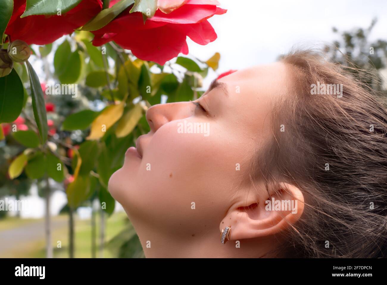 Girl sniffing camellia flower on tree Stock Photo - Alamy