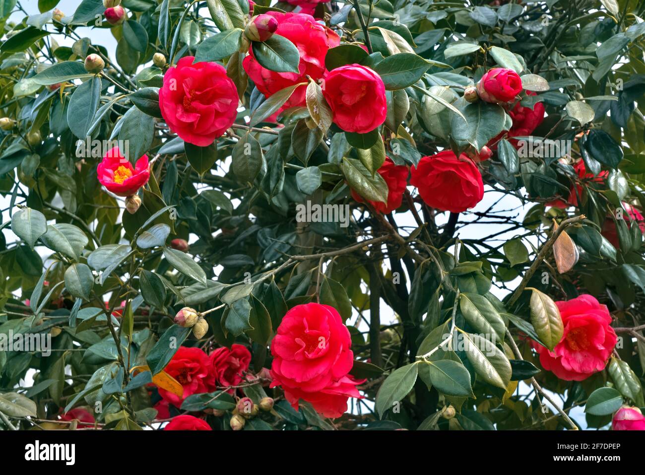 Camellia walk hi-res stock photography and images - Alamy