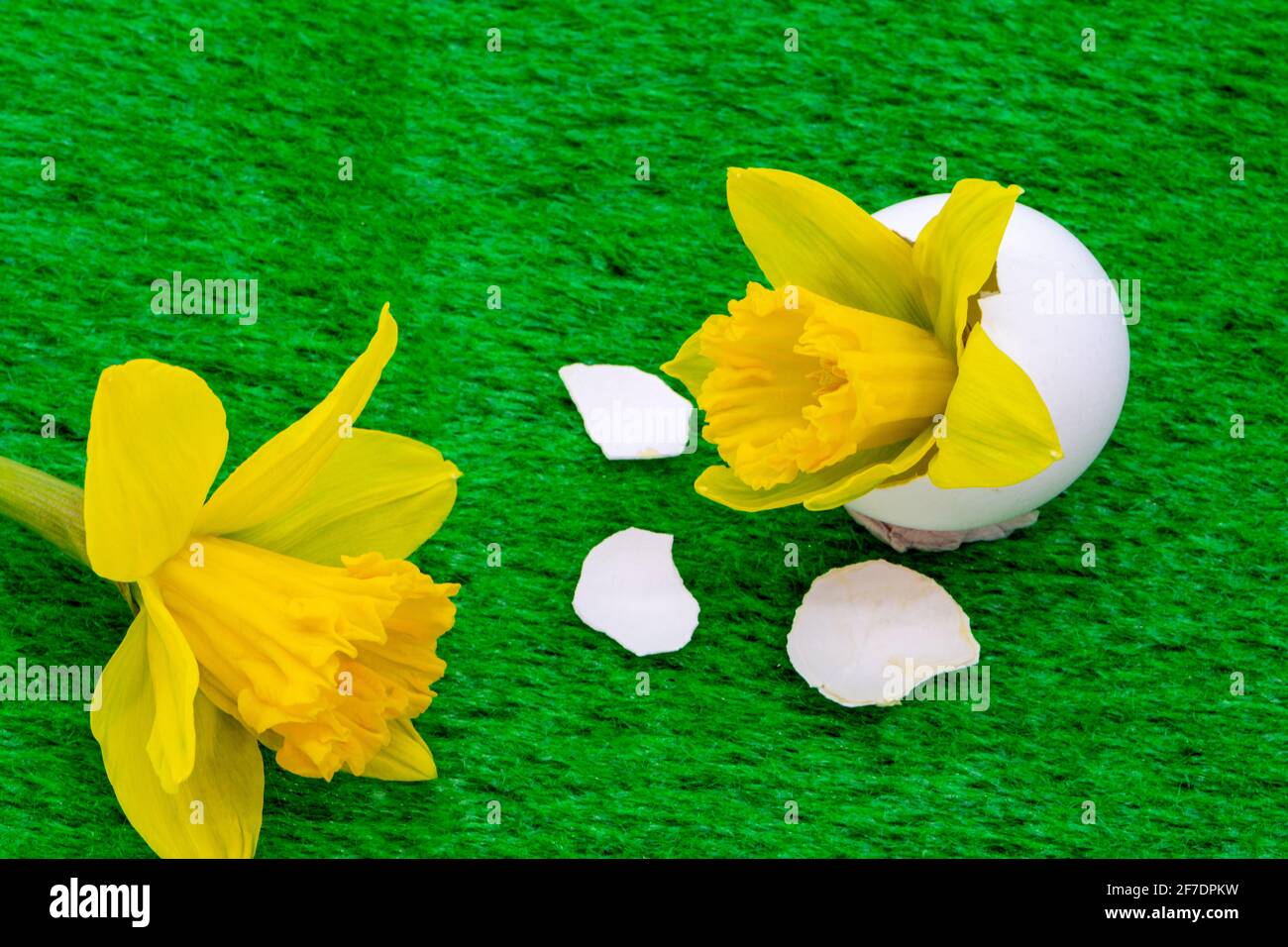 Daffodil flower festival hi-res stock photography and images - Alamy