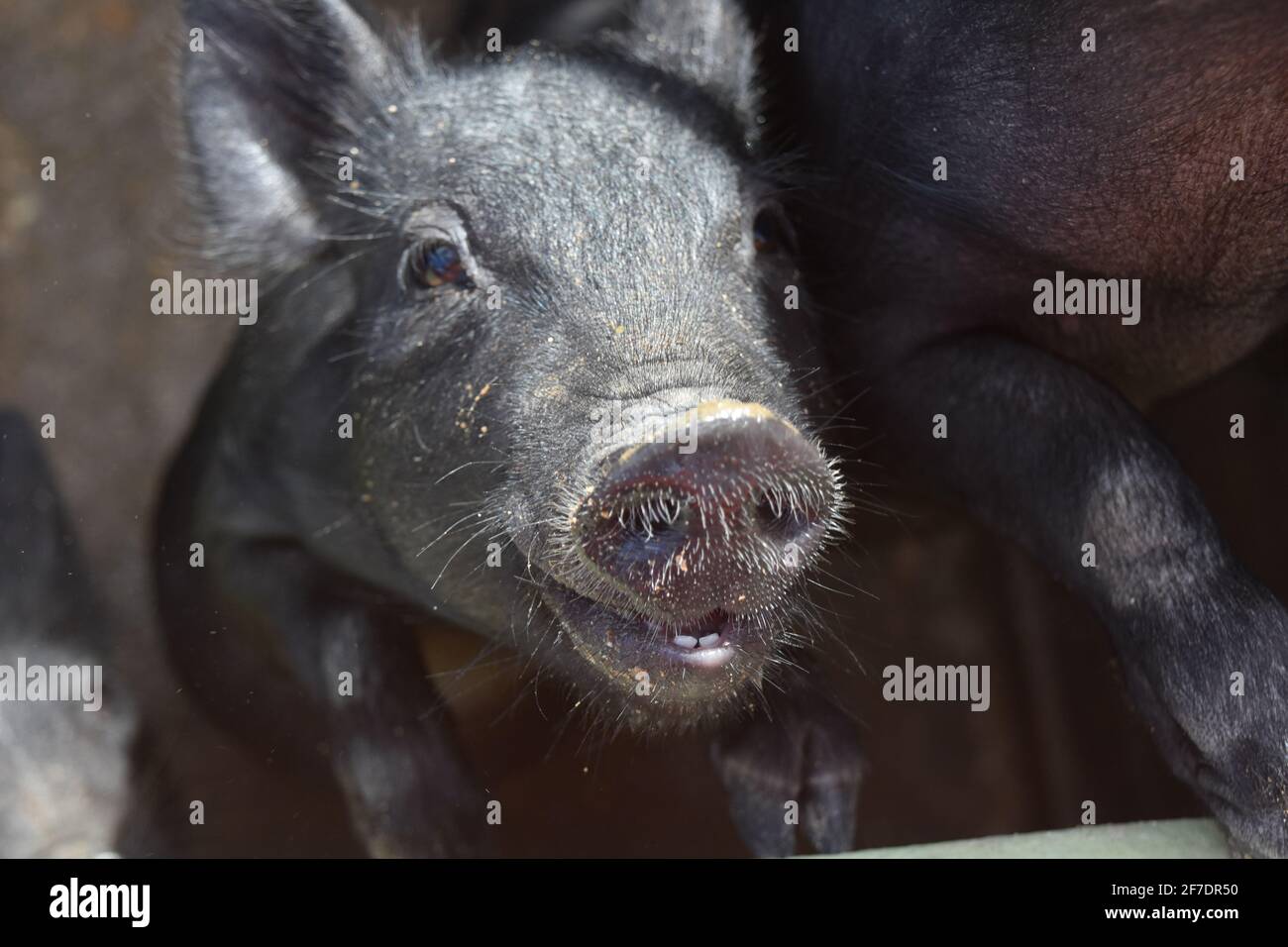 Adorable black pig with his mouth open and his teeth showing Stock ...