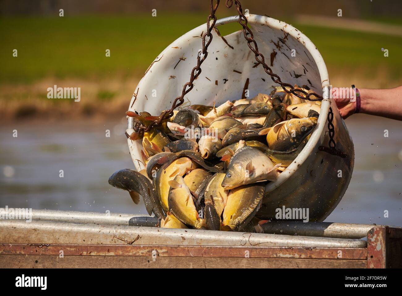 Big head fishes hi-res stock photography and images - Alamy