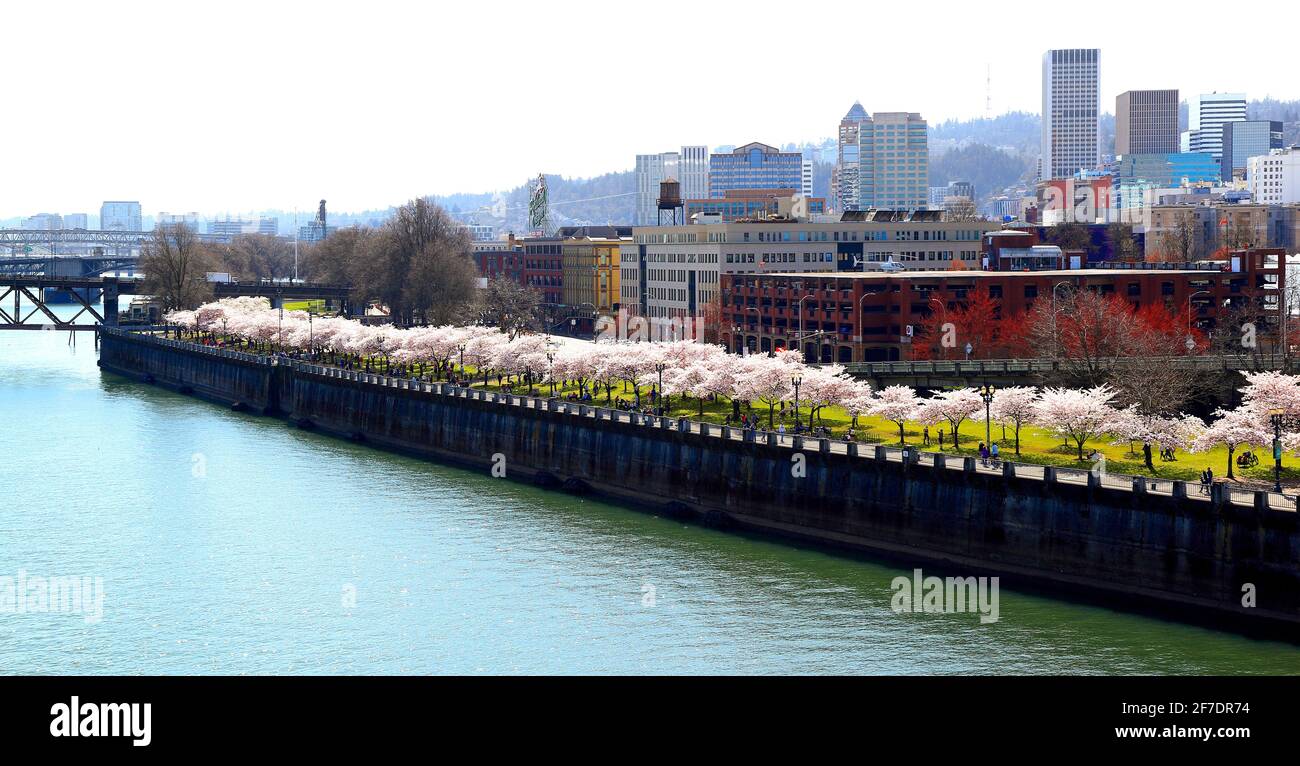 Usa oregon portland cherry blossoms hi-res stock photography and images ...