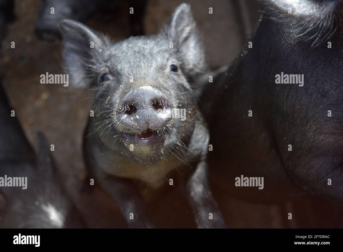 Wet black snout piglet hi-res stock photography and images - Alamy