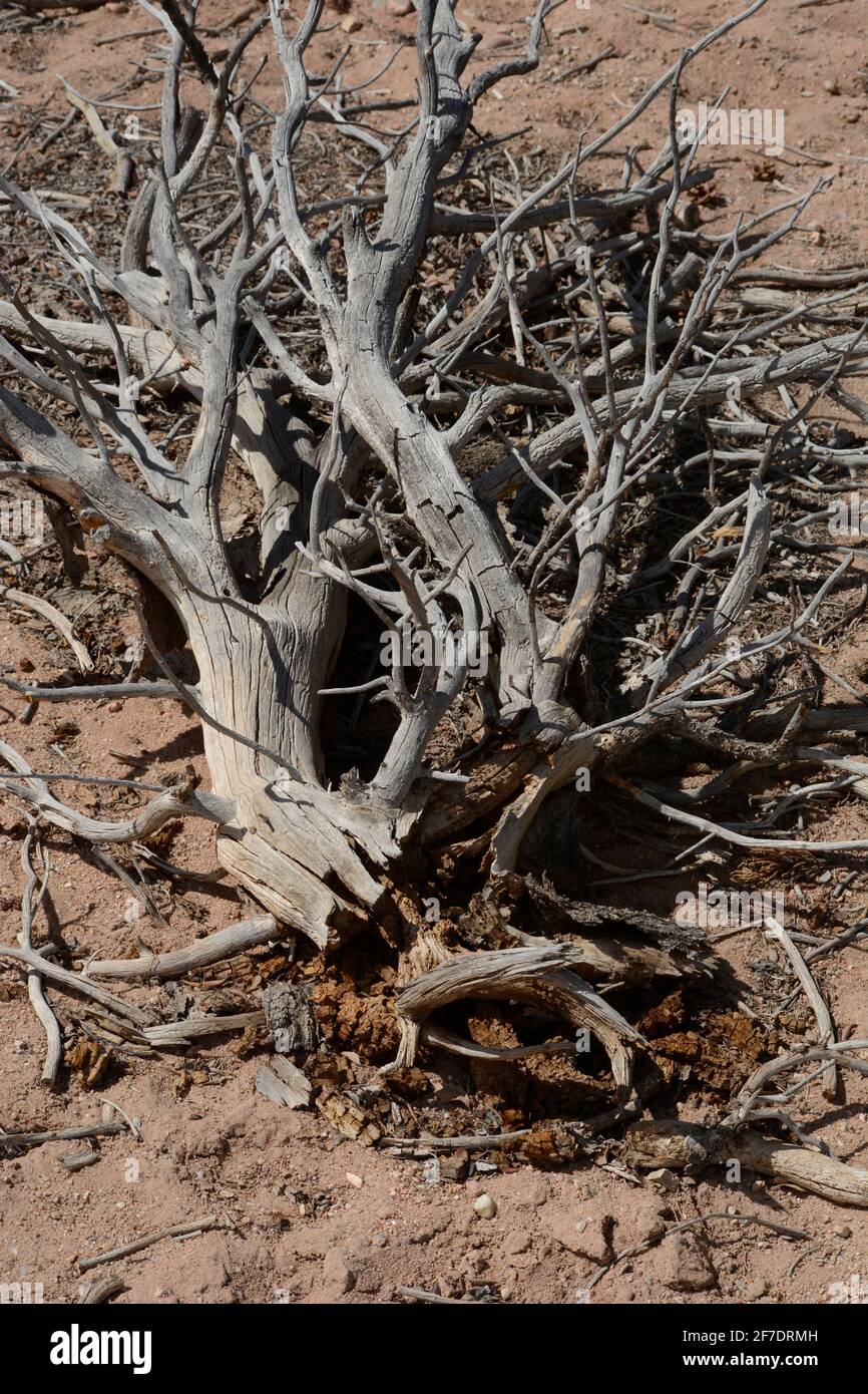Pinon tree hi-res stock photography and images - Alamy