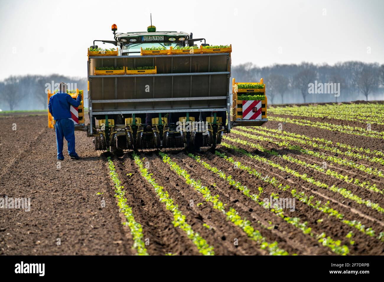 Vegetable cultivation, celery plants are planted in the field with a ...