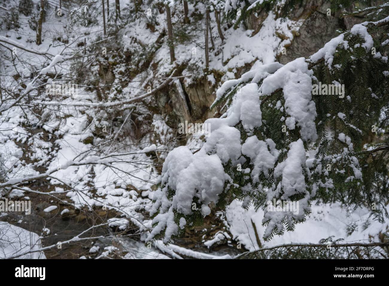 Coniferous forest, fir trees, mountain stream in winter in the snow ...