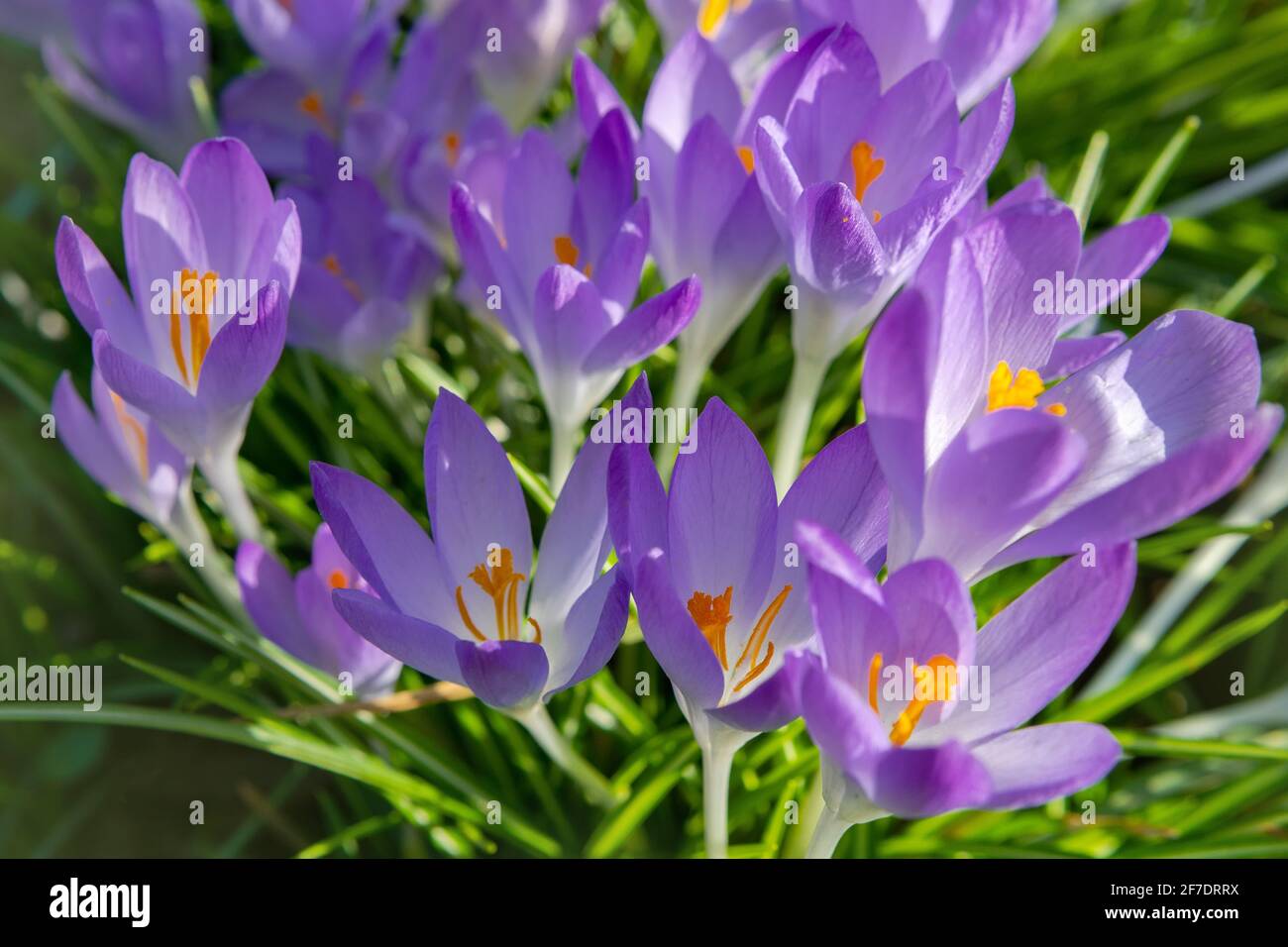 Spring background with flowering violet crocuses flowers in early ...