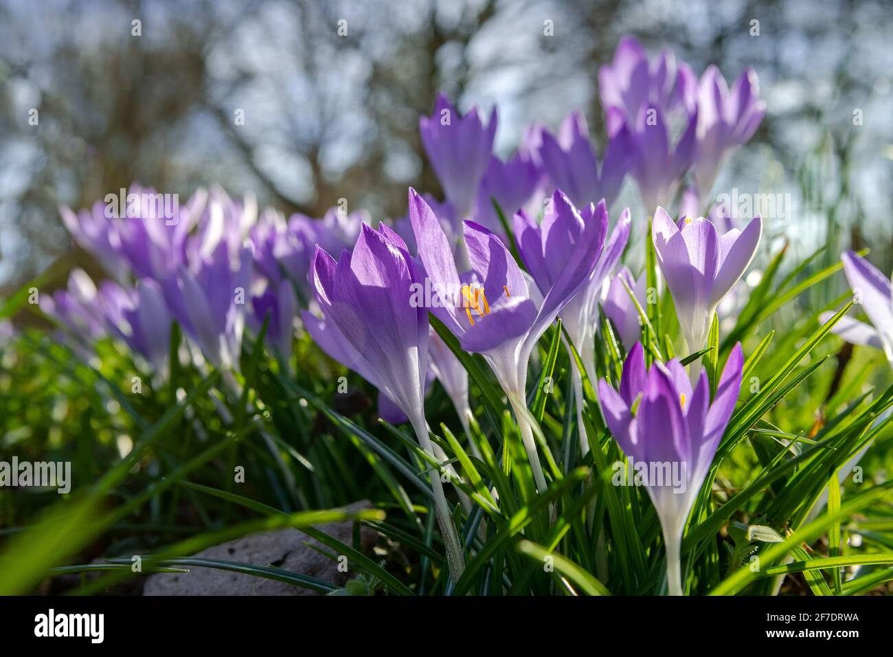 Spring background with flowering violet crocuses flowers in early ...