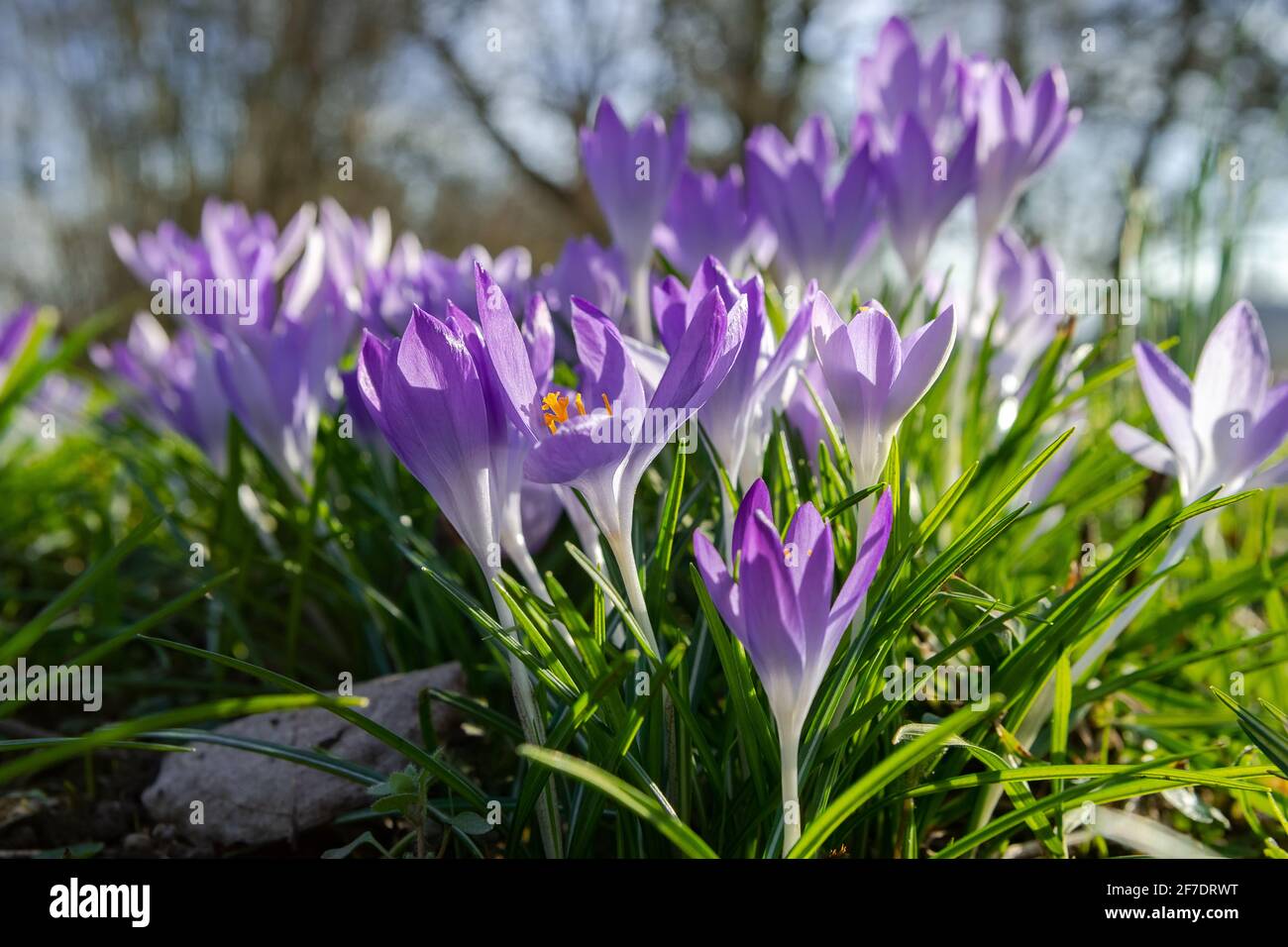 Spring background with flowering violet crocuses flowers in early ...