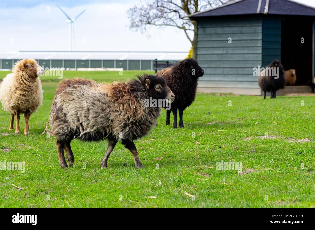 Ouessant sheep hi-res stock photography and images - Alamy
