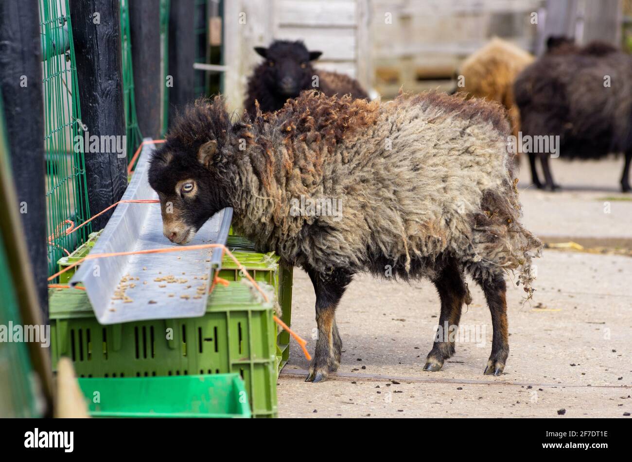 brown quessant sheep eats from an improvised food bowl at a hobby ...