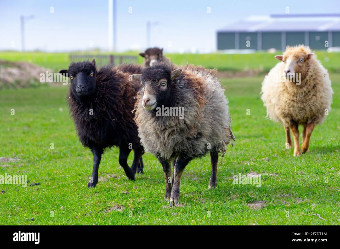 flock of ouessant sheep in meadow at a hobby farmer. Brown, gray and ...