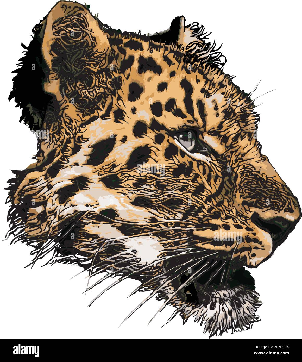 leopard head vector illustration on white background Stock Vector Image ...