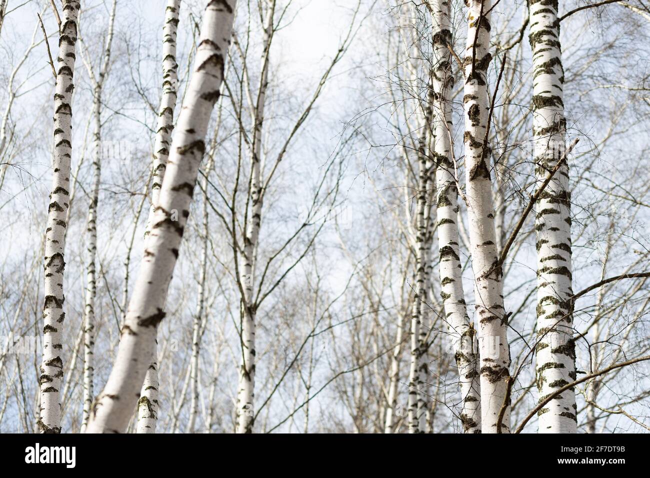 Brinch trees hi-res stock photography and images - Alamy