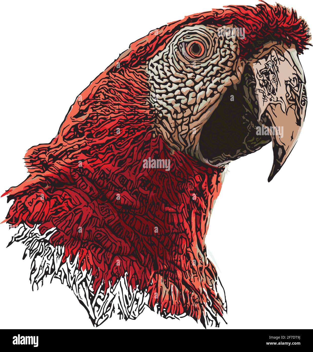 parrot head vector illustration on white background Stock Vector Image ...