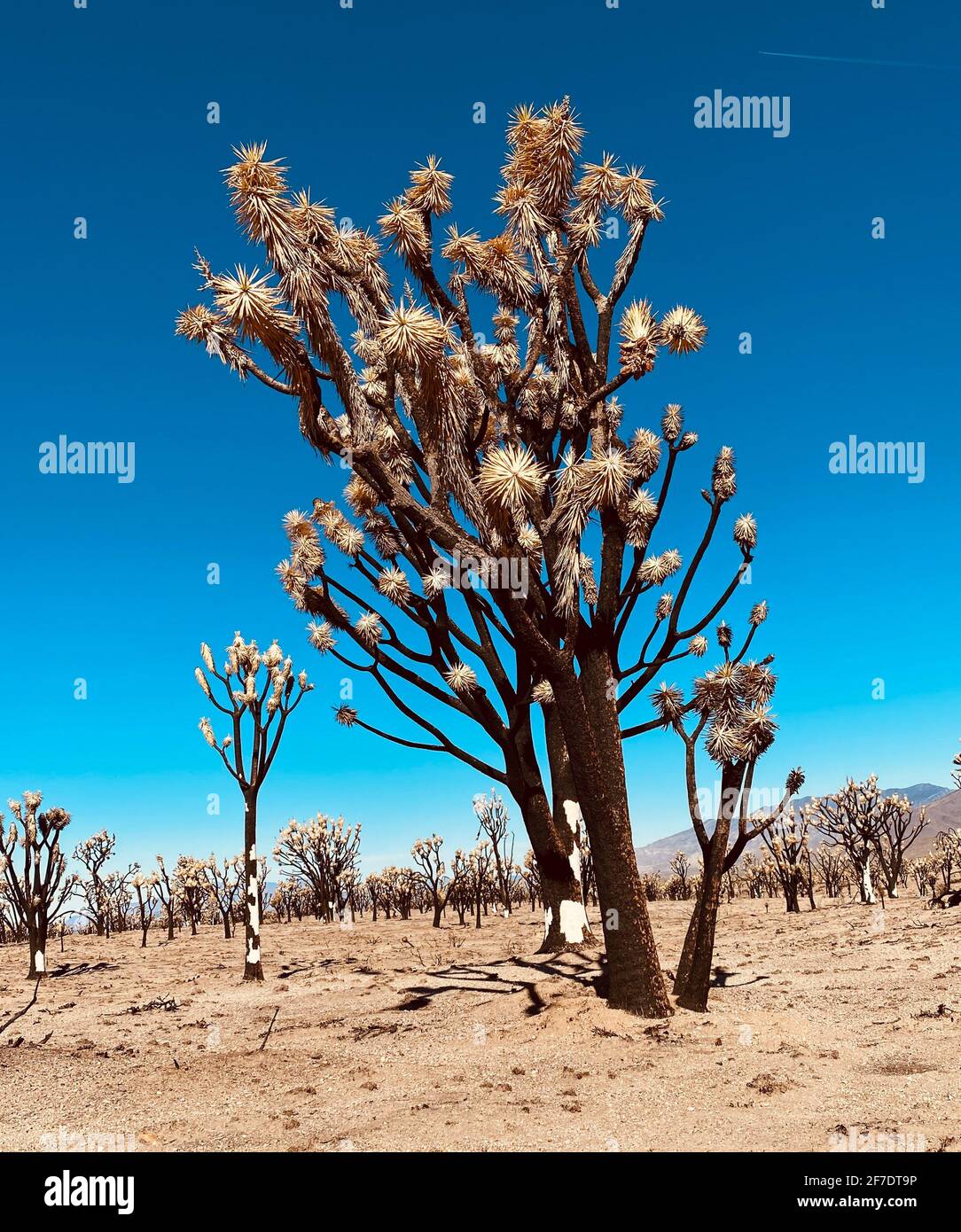 Mohave National Preserve Cima Dome November 2020 forest fire burned ...