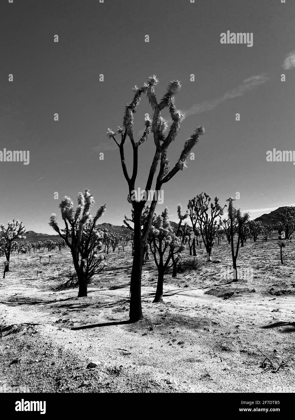 Mohave National Preserve Cima Dome November 2020 forest fire burned ...