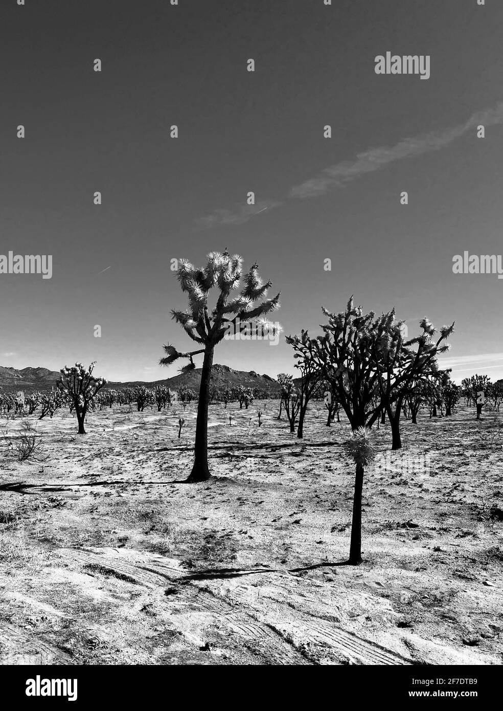 Dead joshua tree Black and White Stock Photos & Images - Alamy
