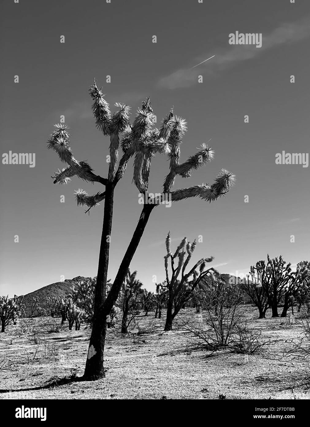Dead joshua tree Black and White Stock Photos & Images - Alamy